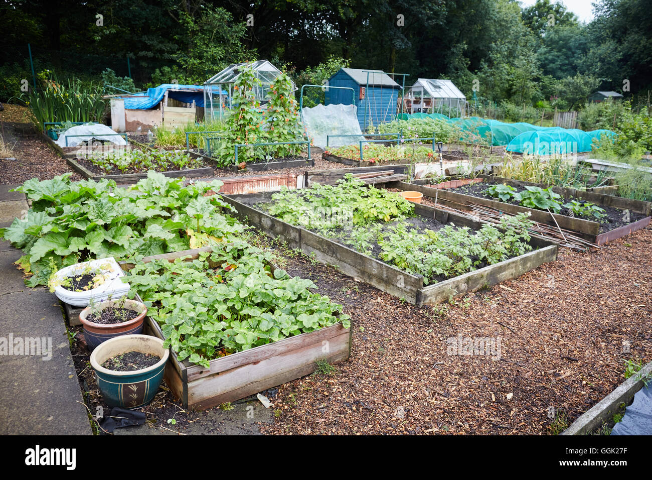 Allotment plots in Rochdale Manchester England UK growing vegetables on ...