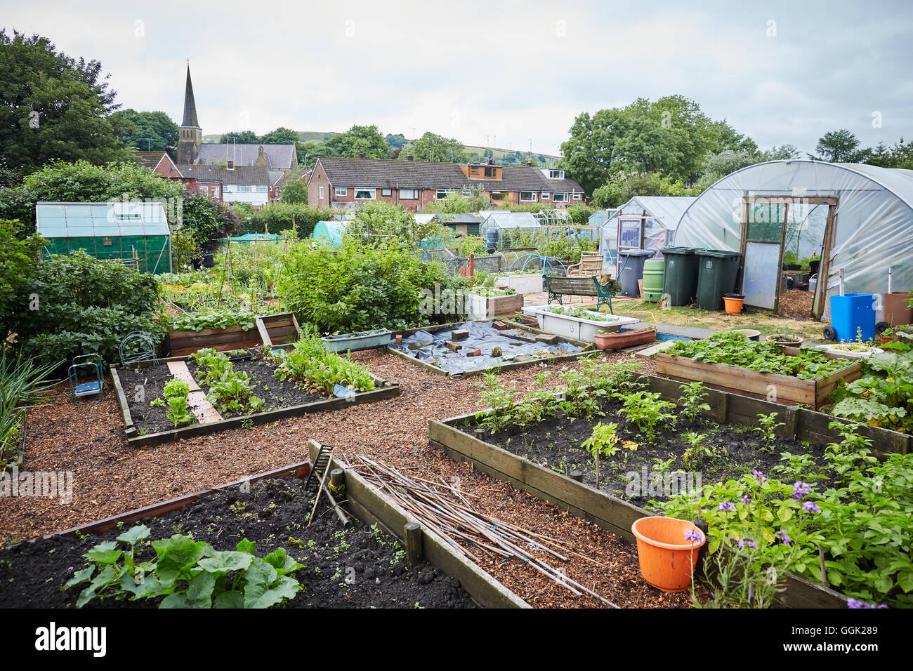 Vegetables growing on community allotments hi-res stock photography and ...