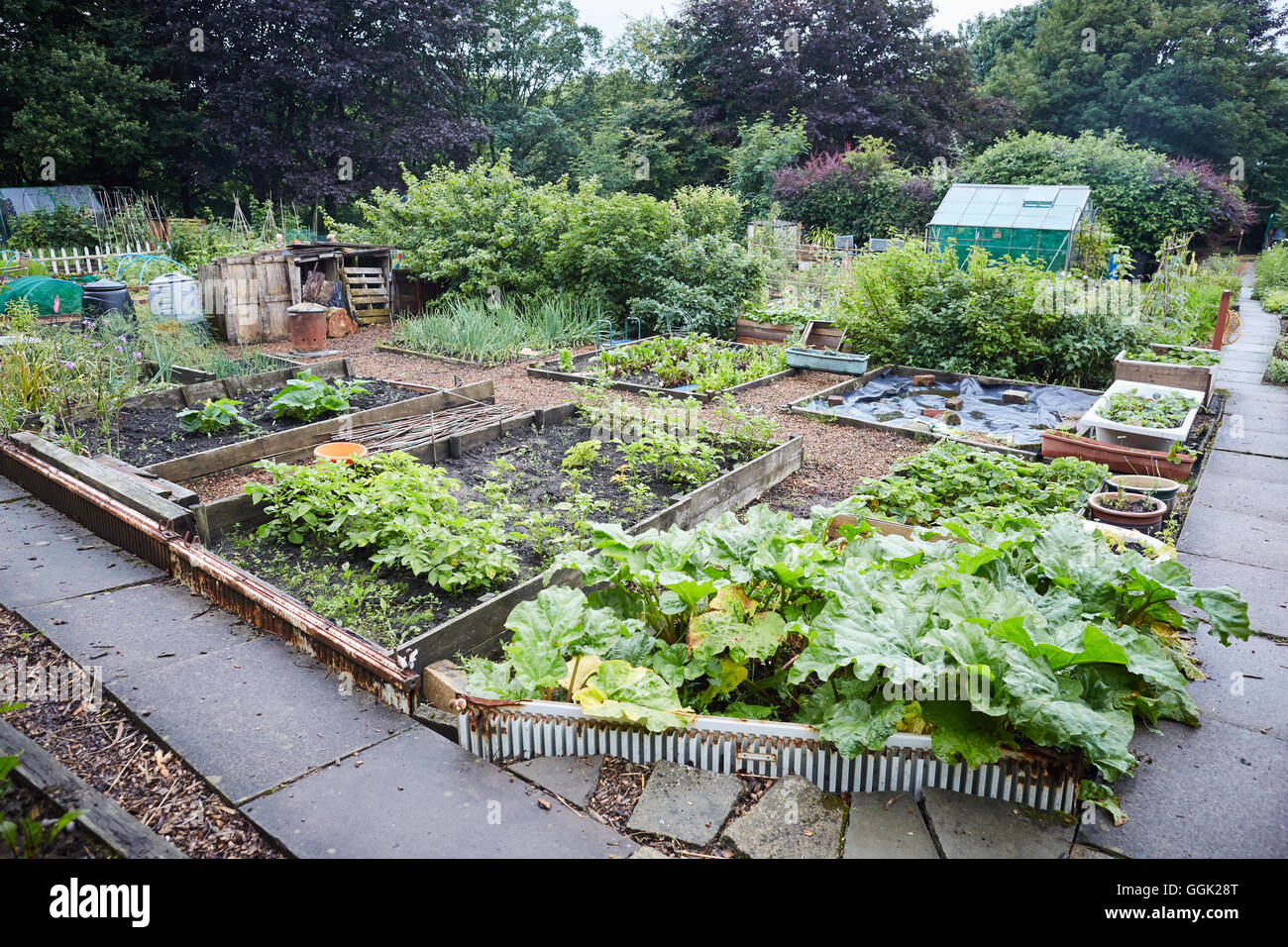 Allotment plots in Rochdale Manchester England UK growing vegetables on ...