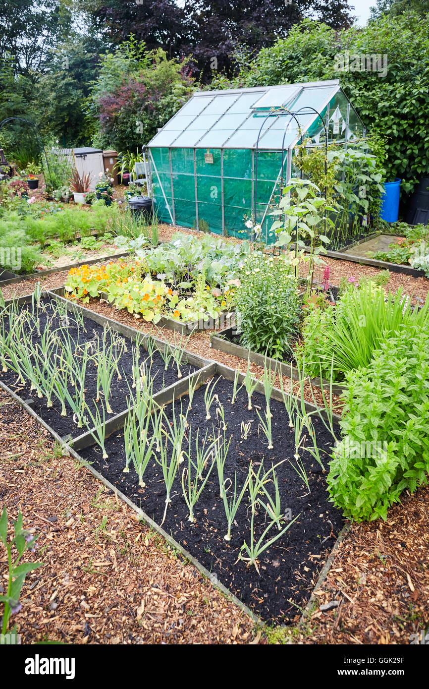 Allotments uk vegetables hi-res stock photography and images - Alamy