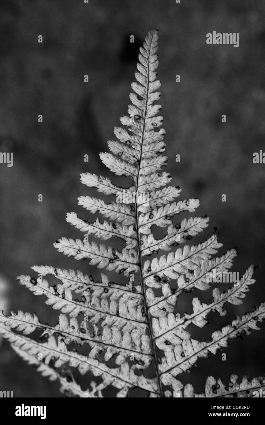 Fern plant, Germany Stock Photo - Alamy