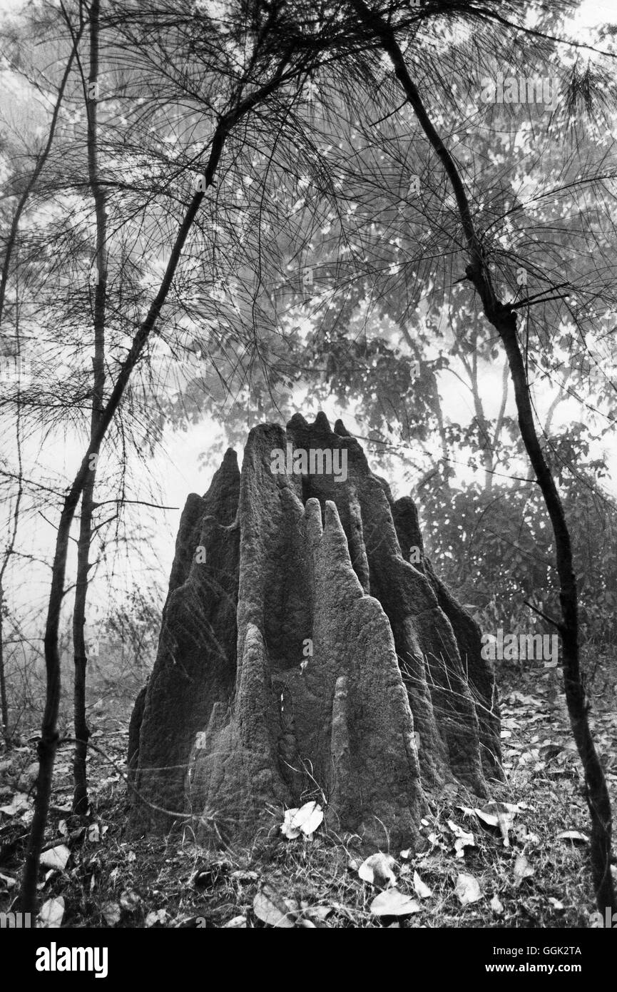 Térmite Black and White Stock Photos & Images - Alamy