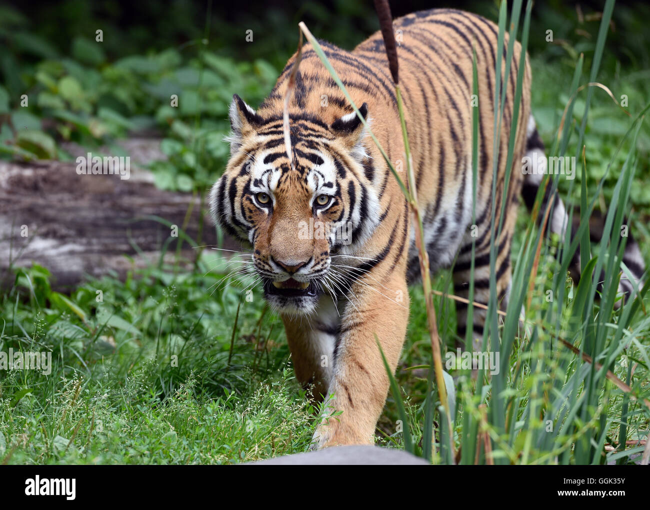 Tiger is pictured at Hagenbeck's zoo in Hamburg, Germany, August 4 ...