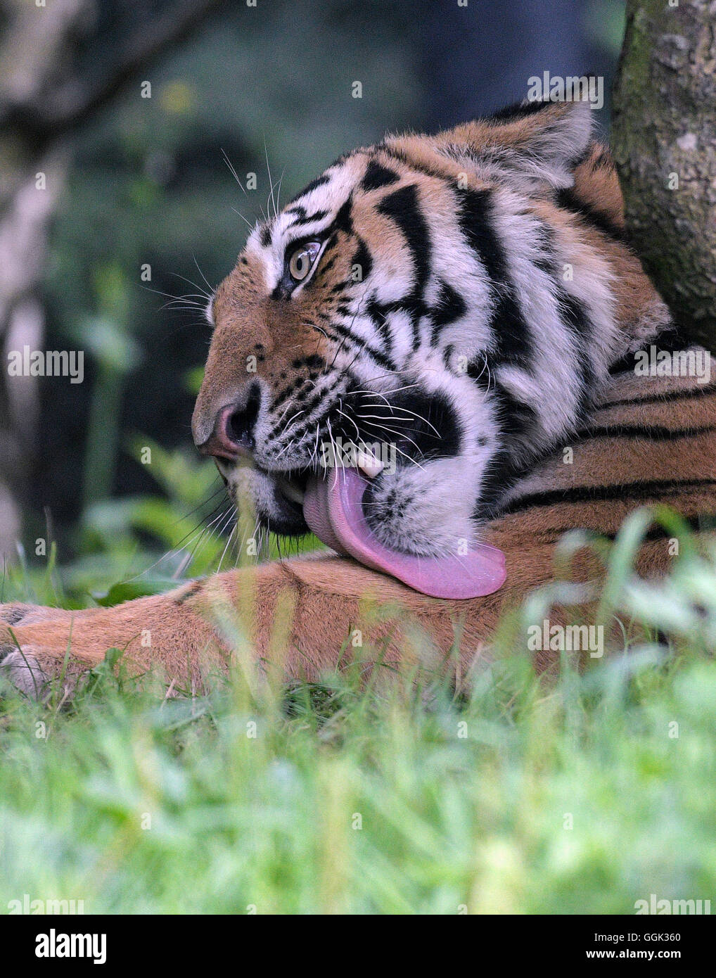 Striped tiger hi-res stock photography and images - Alamy