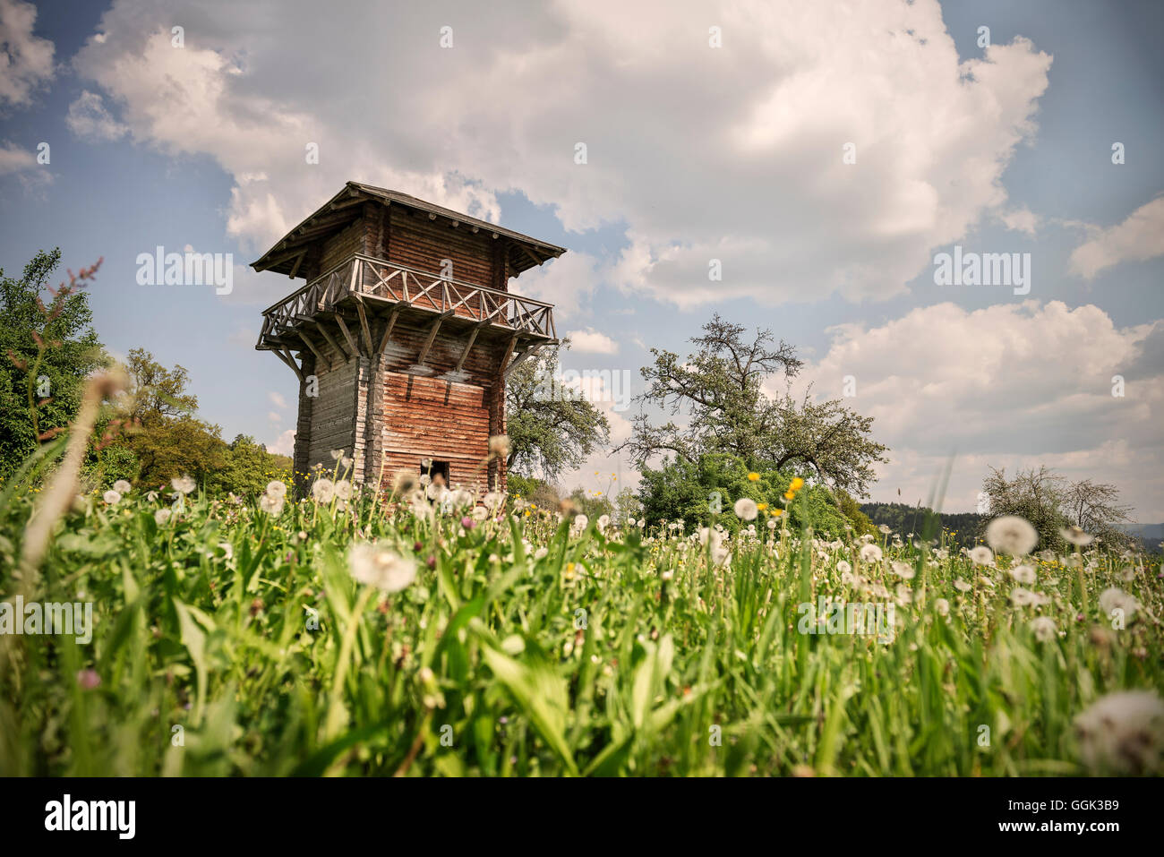 Reconstructed Roman watchtower at Limes in a dandelion and mixed fruit ...