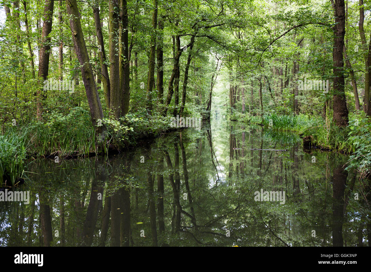 River flowing through Spreewald, UNESCO biosphere reserve, Luebbenau ...