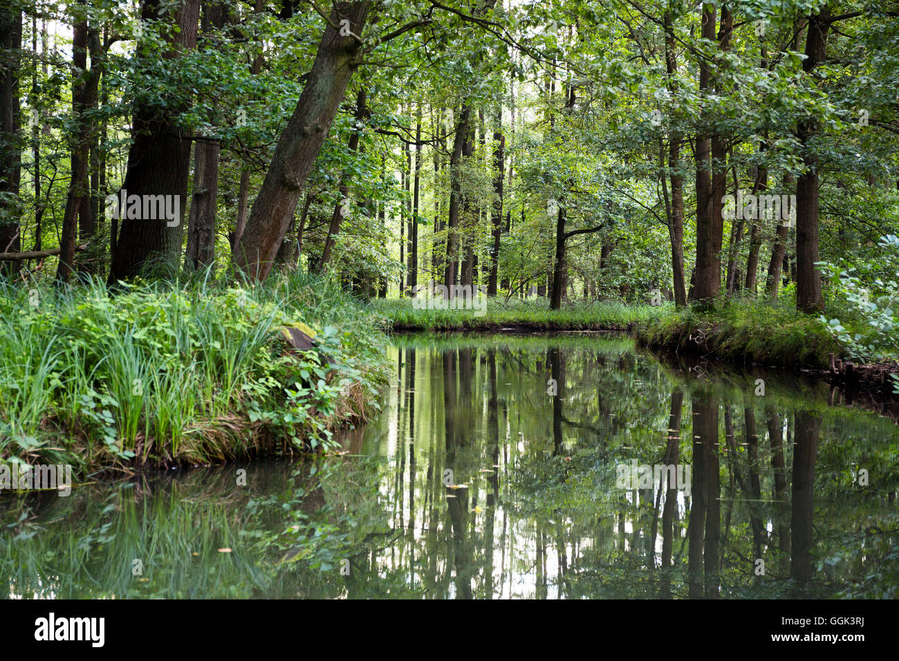 River flowing through Spreewald, UNESCO biosphere reserve, Luebbenau ...