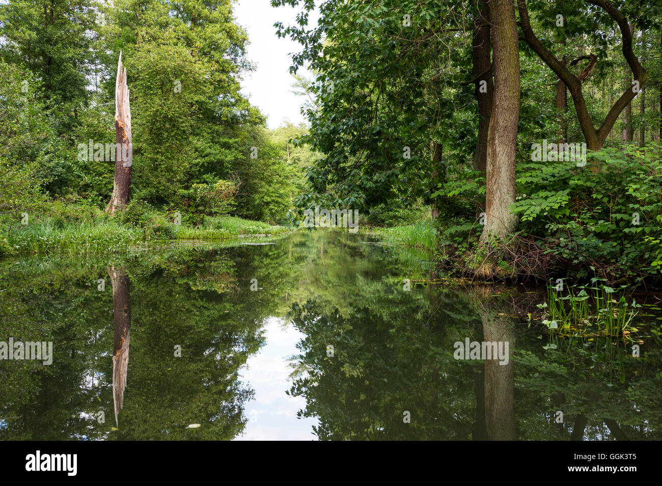 River flowing through Spreewald, UNESCO biosphere reserve, Luebbenau ...