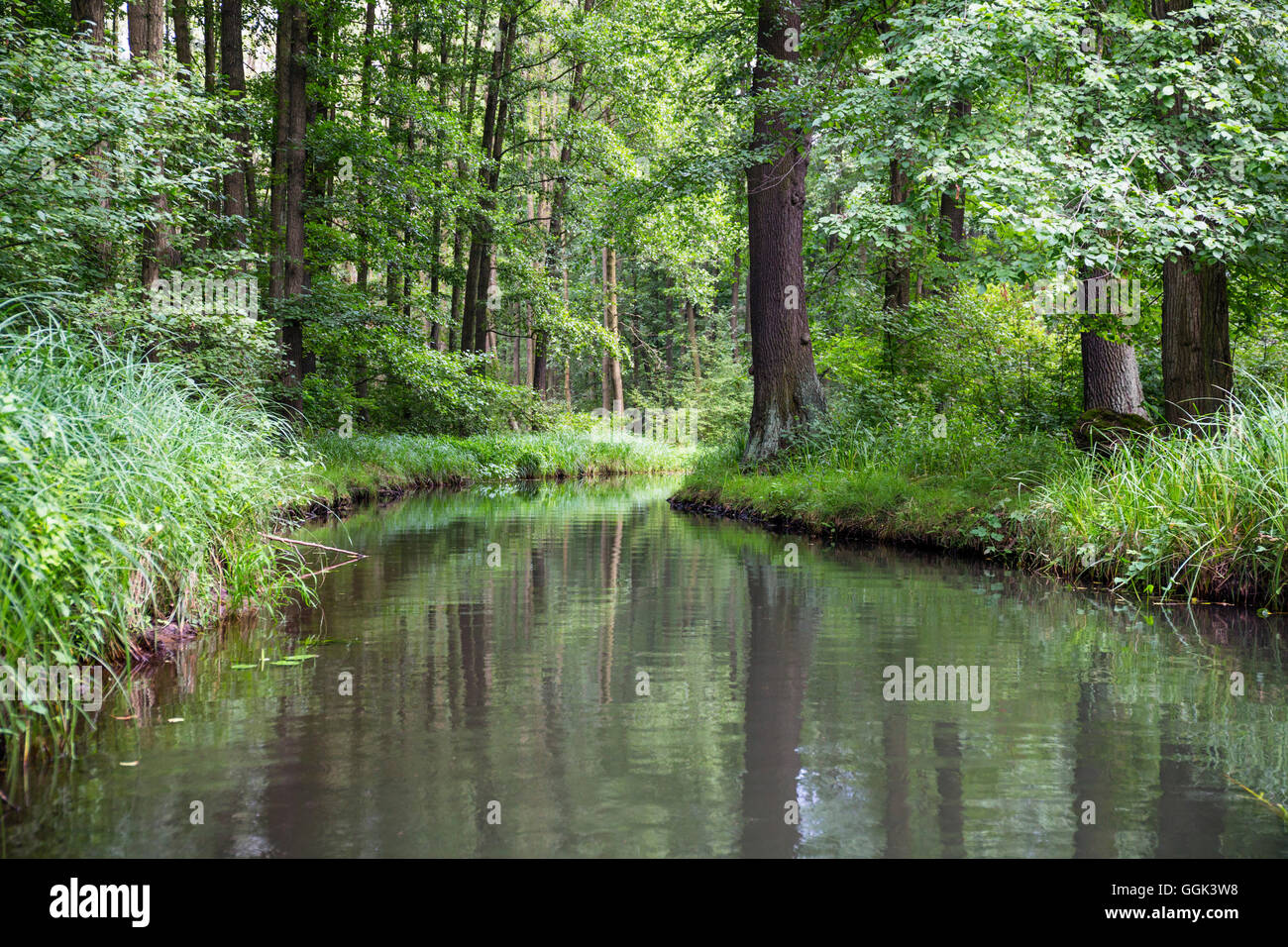 River flowing through Spreewald, UNESCO biosphere reserve, Luebbenau ...