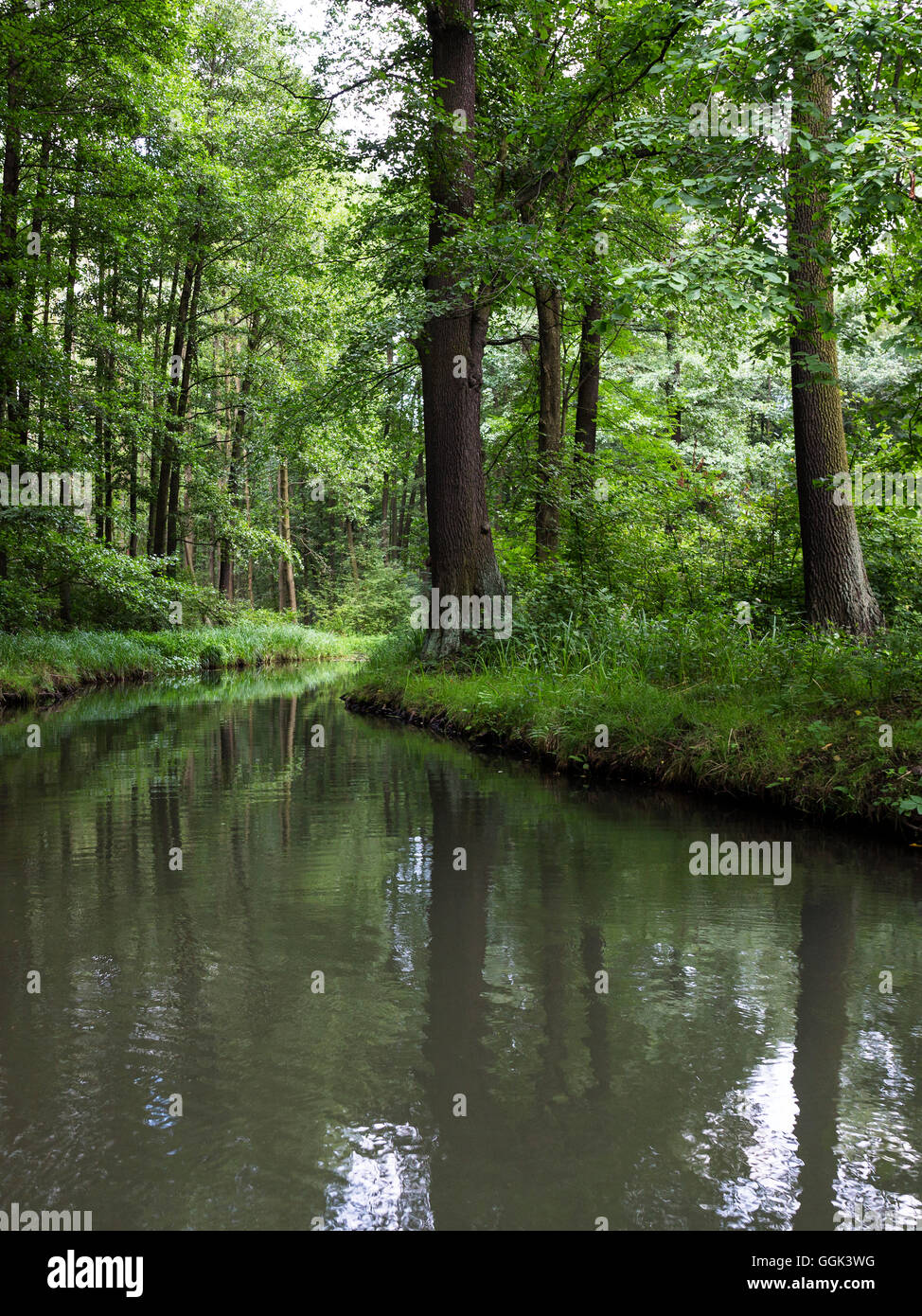 River flowing through Spreewald, UNESCO biosphere reserve, Lehde ...