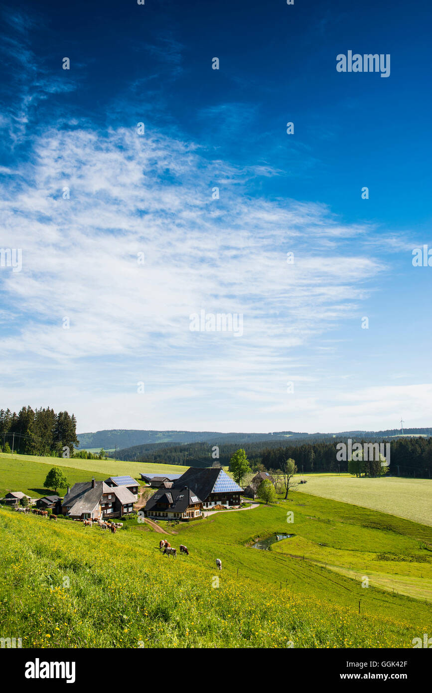 traditional farm house and flower meadow, Guetenbach, near Furtwangen ...