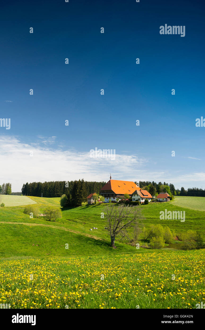 traditional farm house and flower meadow, Guetenbach, near Furtwangen ...