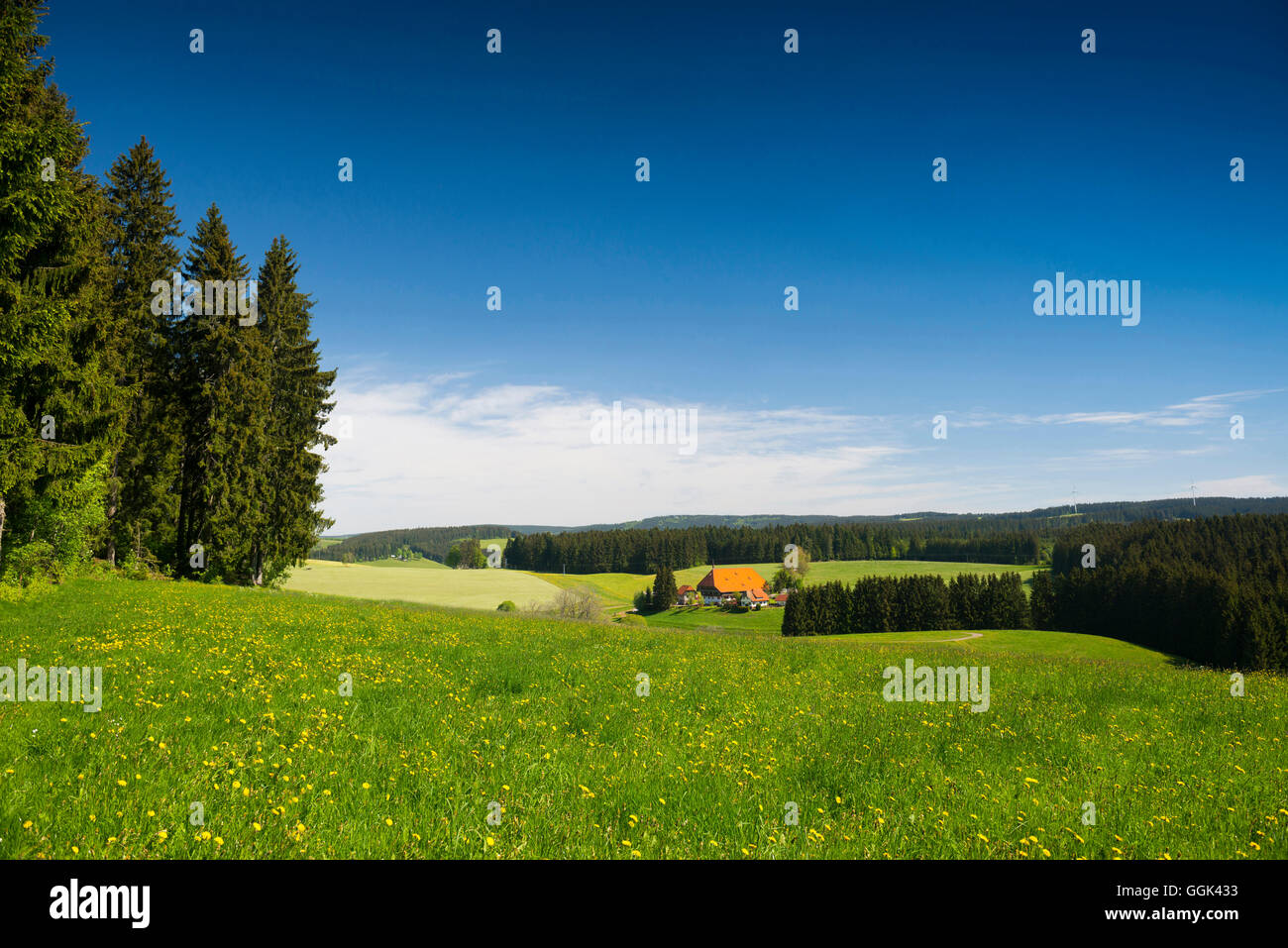 traditional farm house and flower meadow, Guetenbach, near Furtwangen ...