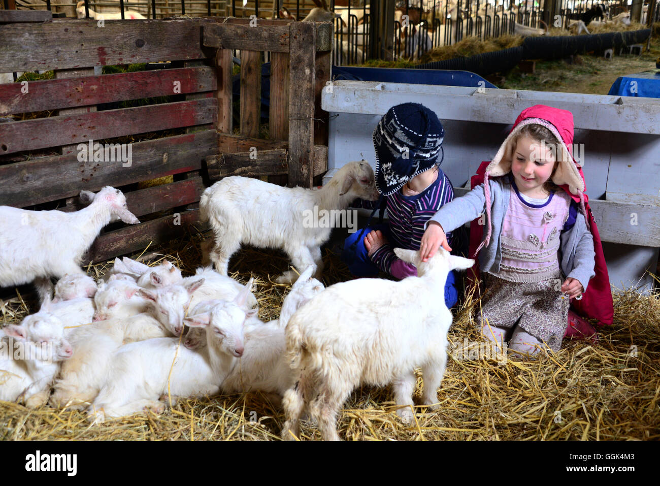 Children at a goat farm in Clare, West coast, Ireland Stock Photo - Alamy