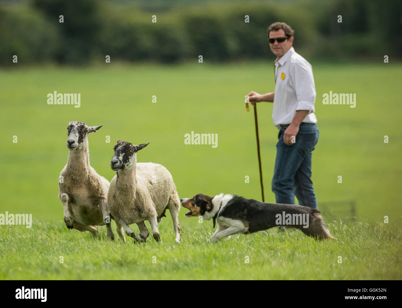 A competitor takes part in the 2016 English National Sheepdog Trials ...