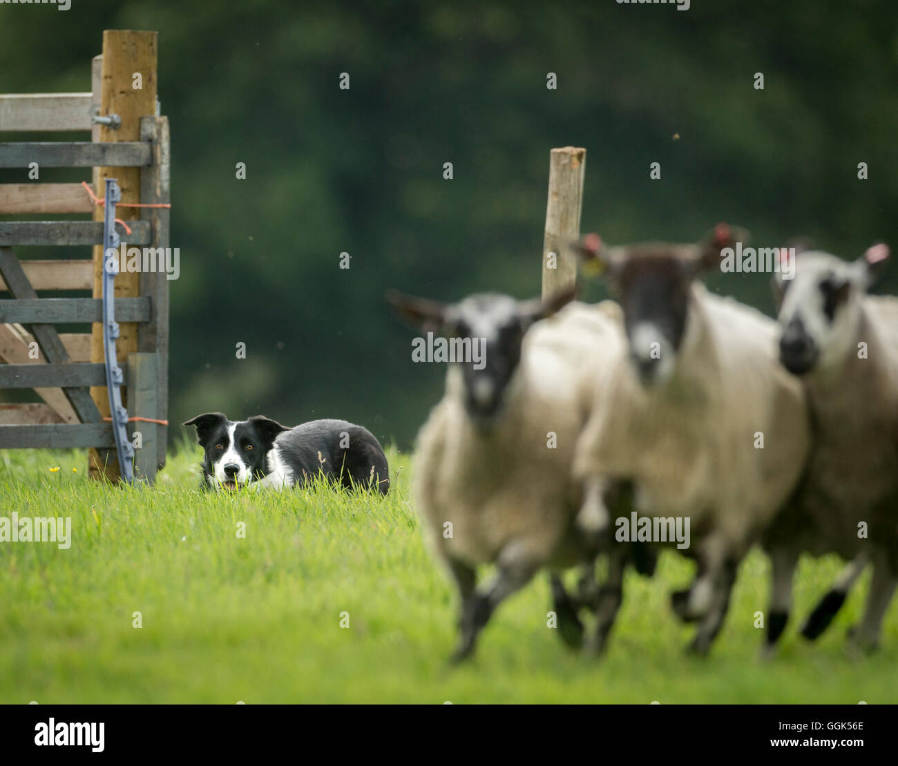 Sheepdog trials hi-res stock photography and images - Alamy