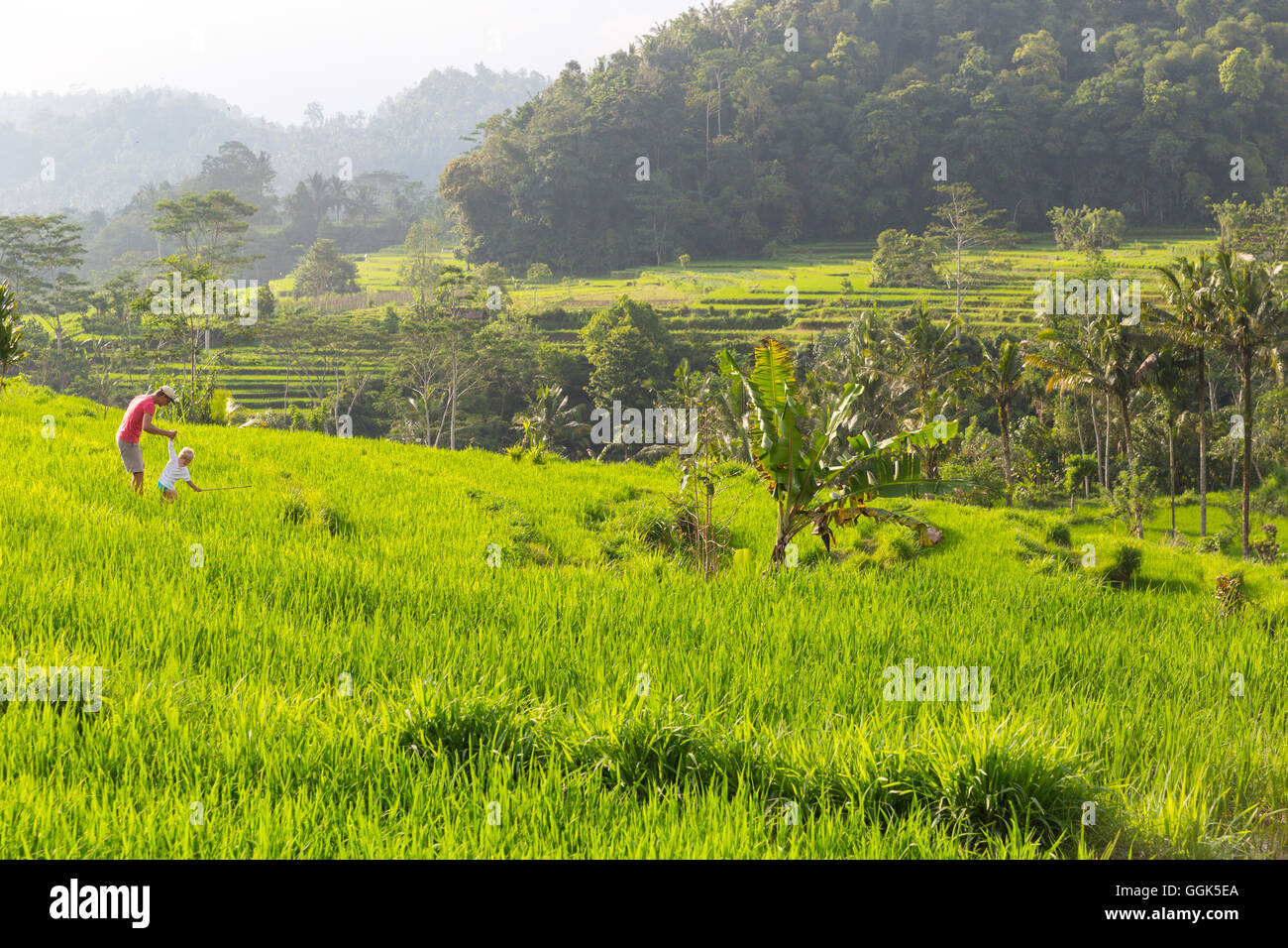 Father and son walking in rice field hi-res stock photography and ...