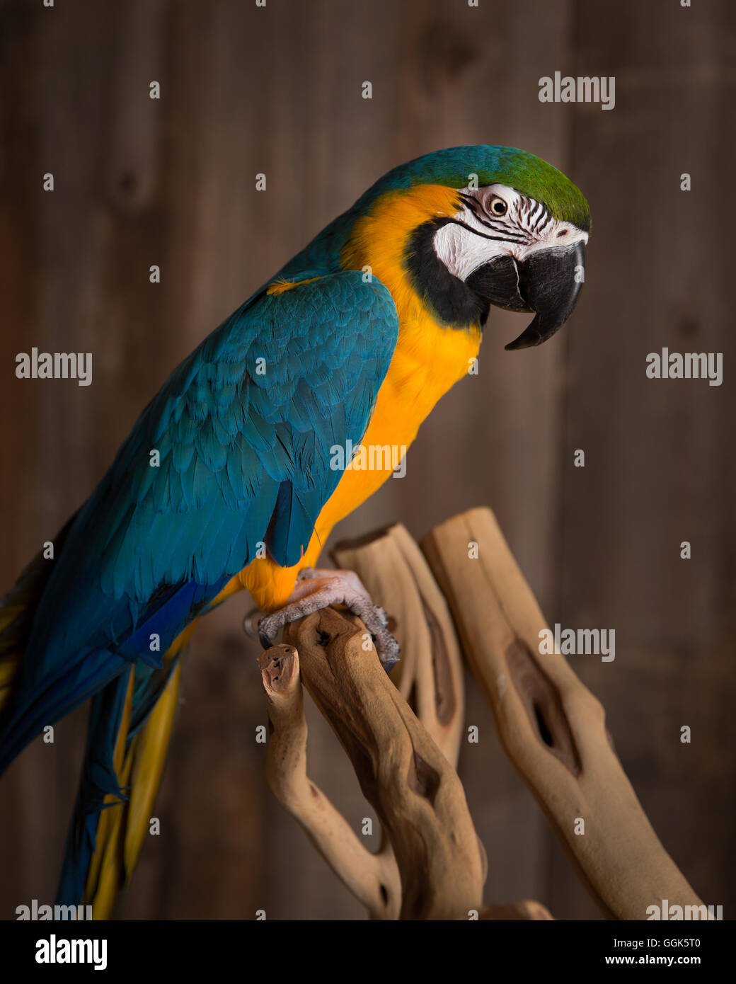 Macaw parrot in a studio environment Stock Photo - Alamy
