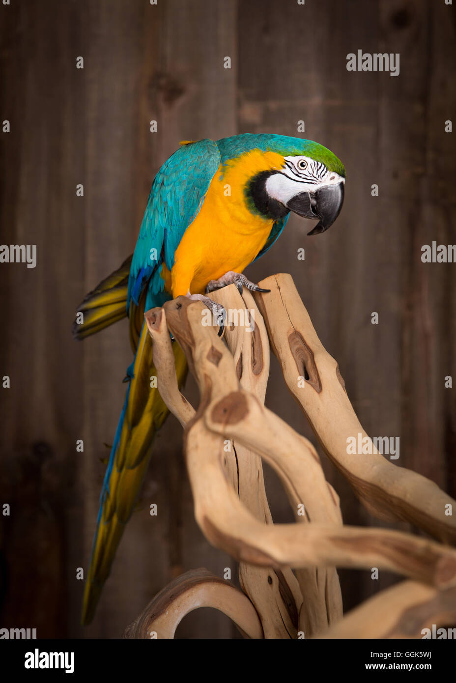 Macaw parrot in a studio environment Stock Photo - Alamy