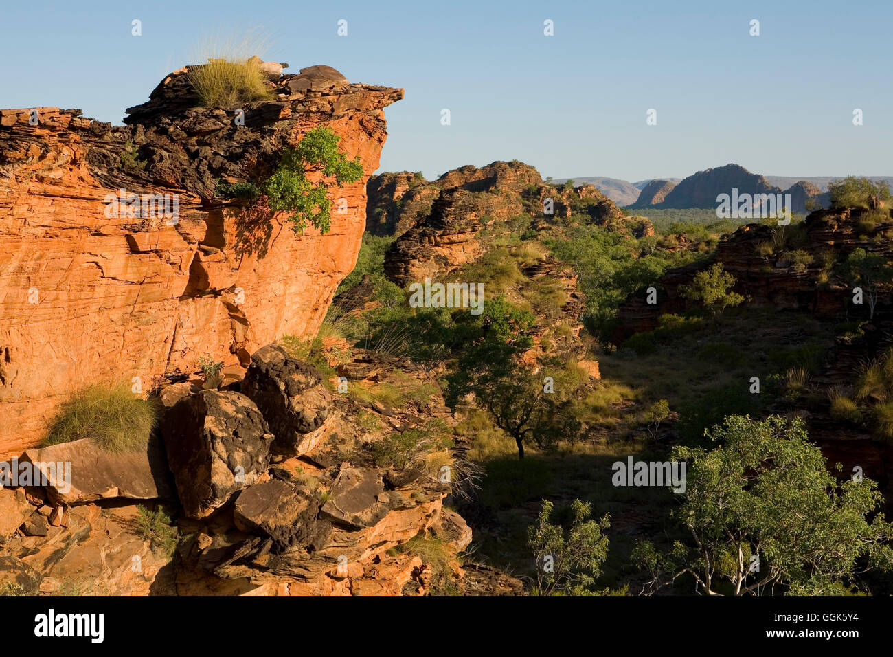 Elephant trees hi-res stock photography and images - Alamy