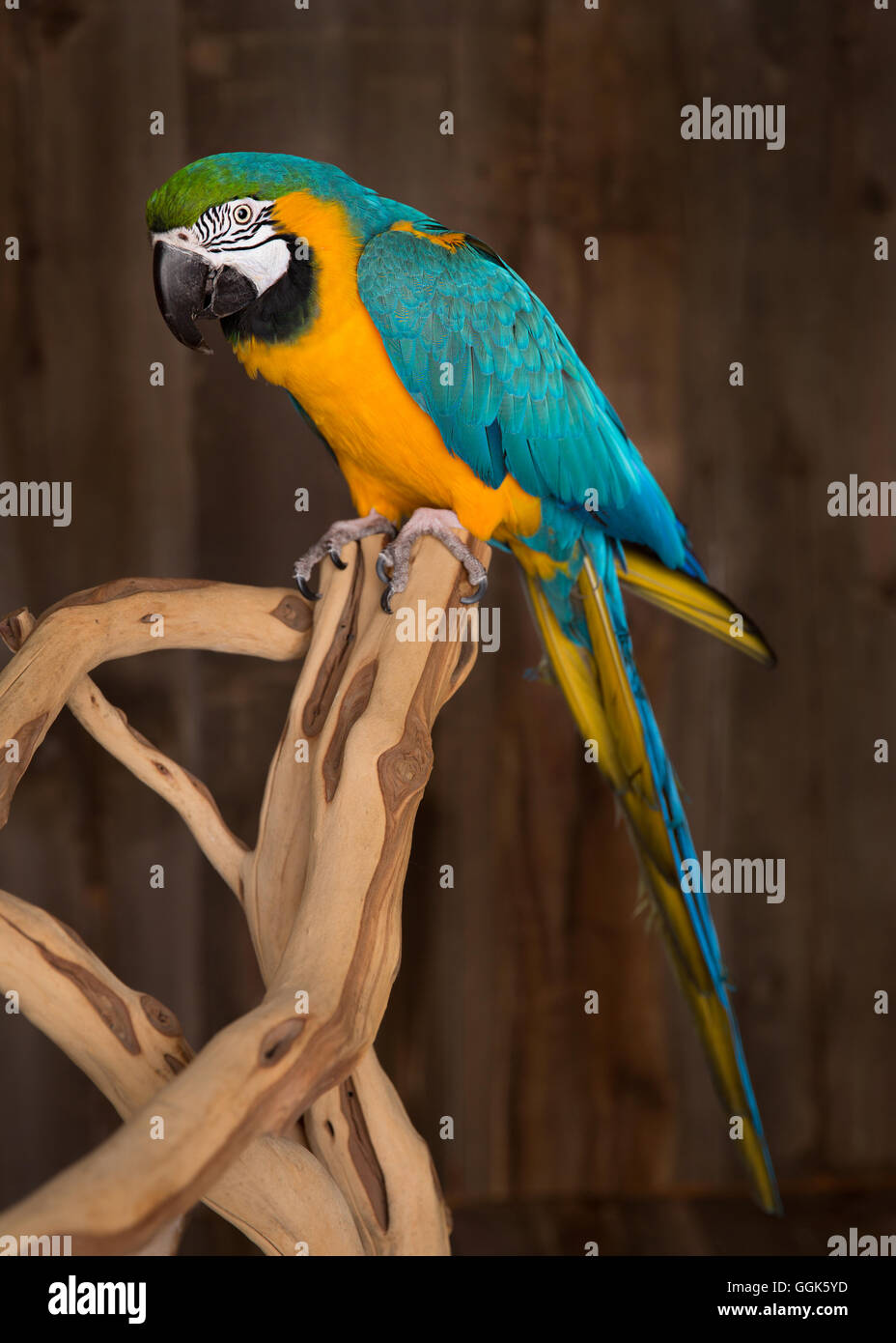 Gold yellow studio hi-res stock photography and images - Alamy