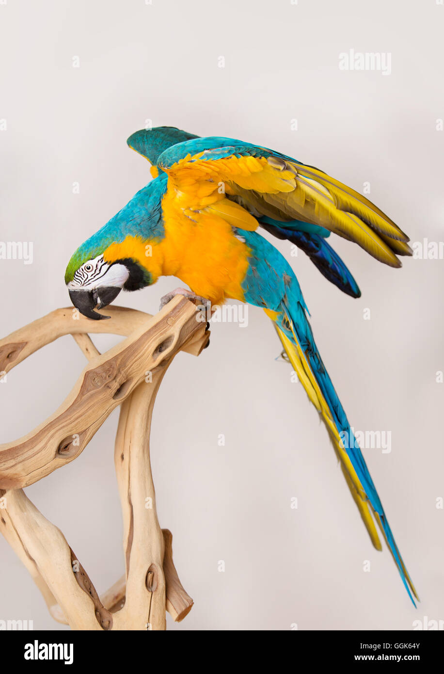 Studio parrot hi-res stock photography and images - Alamy