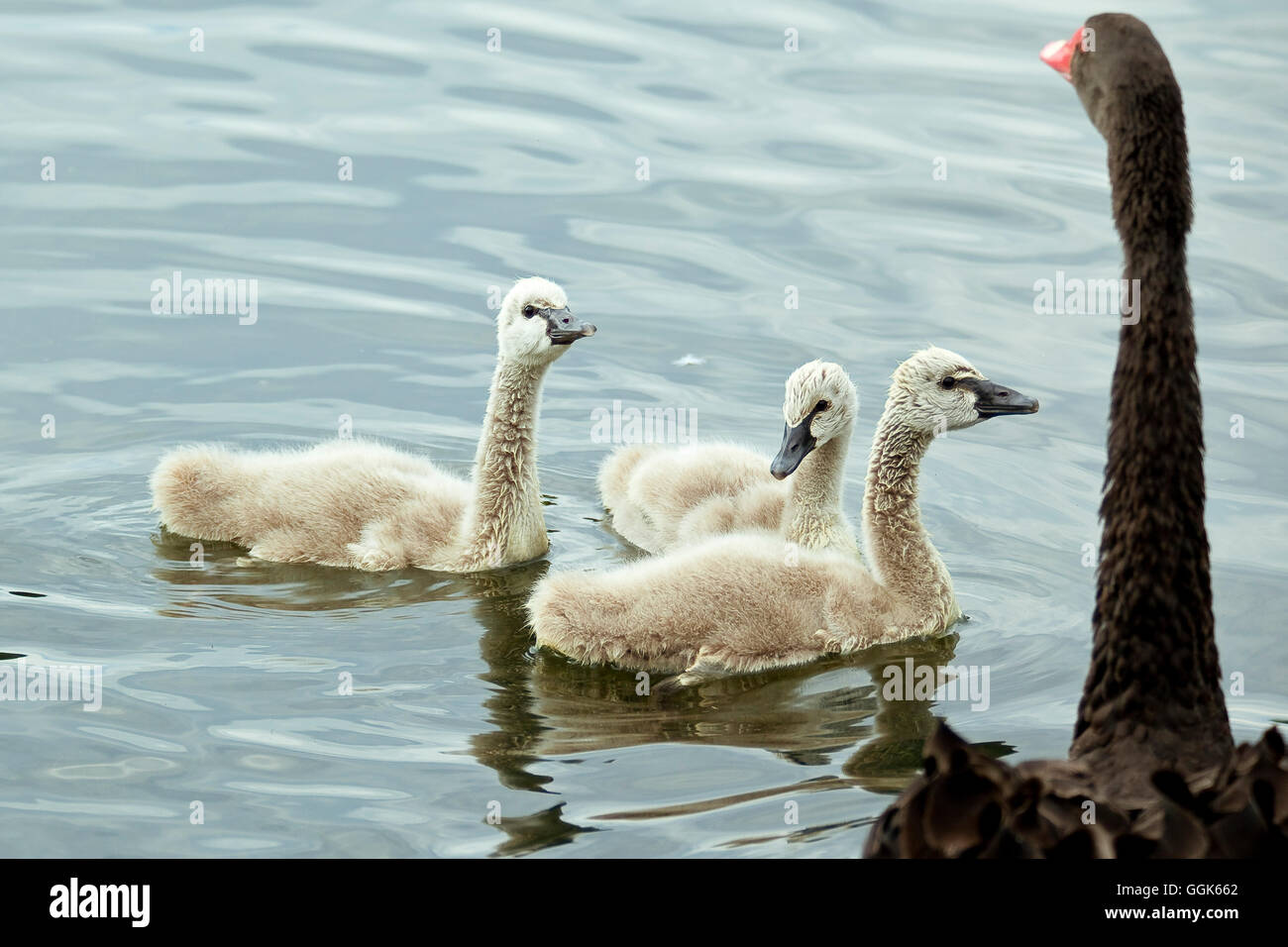 Swan chicks hi-res stock photography and images - Alamy