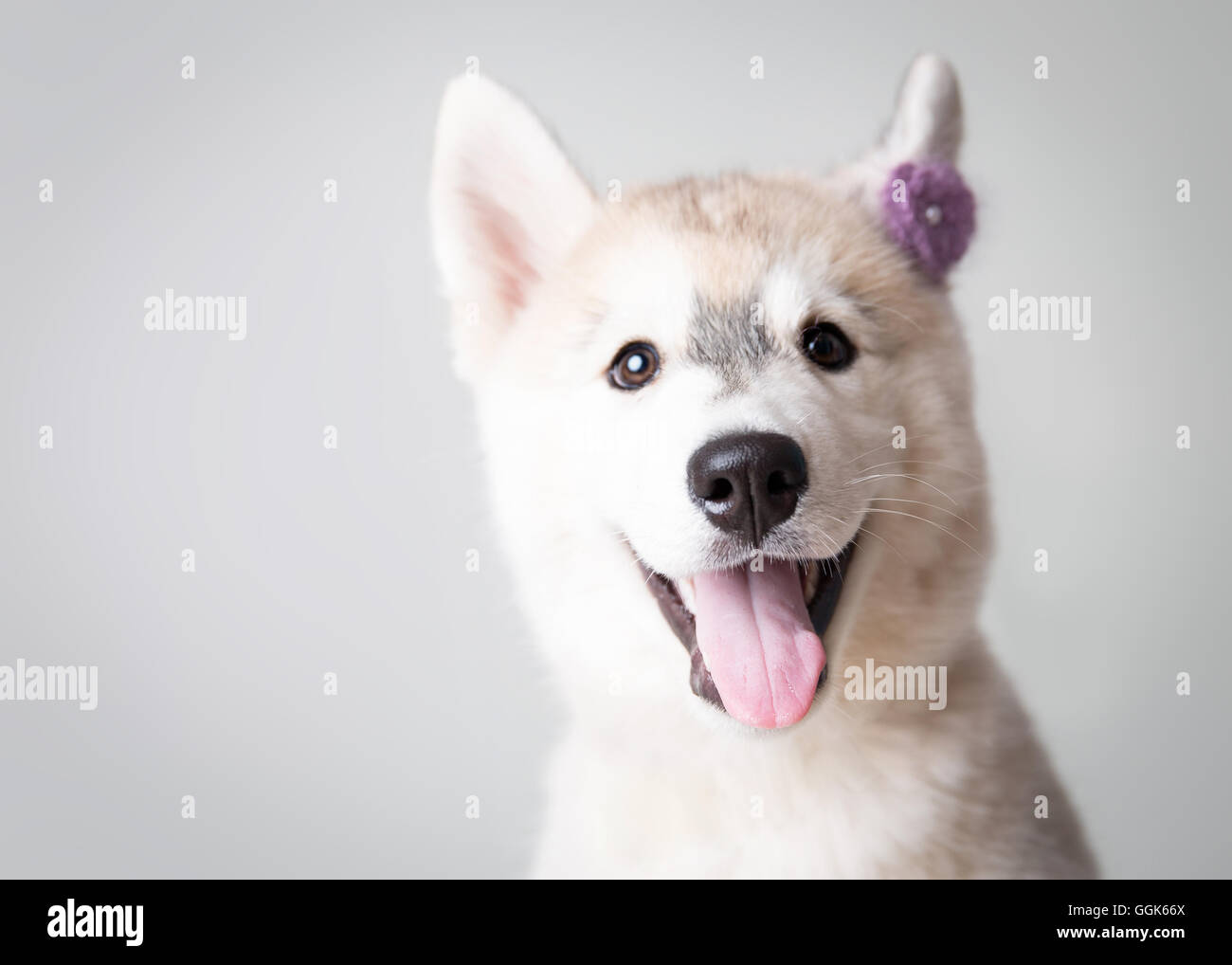 Siberian husky dog puppies hi-res stock photography and images - Alamy