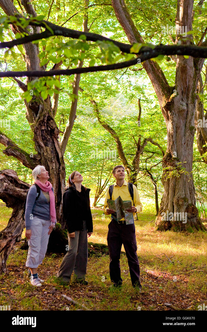 A group of people looking up to old trees in the forest near ...