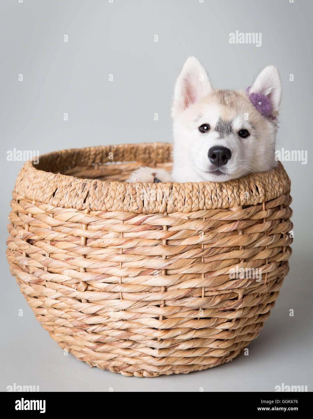 Husky puppy in a bowl in a studio Stock Photo - Alamy