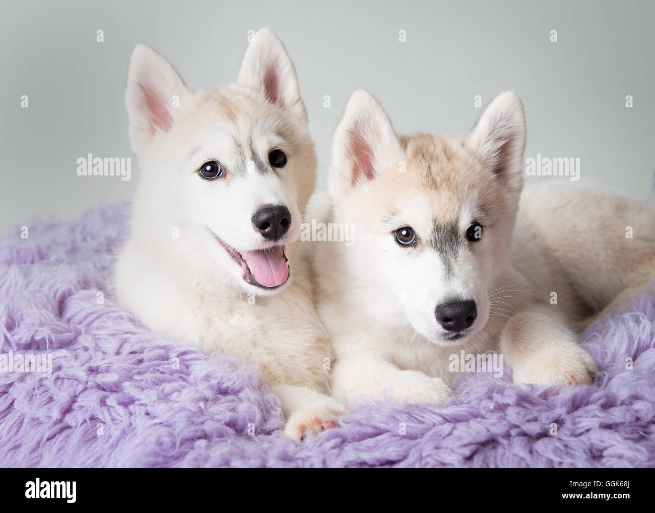Two huskies hi-res stock photography and images - Alamy