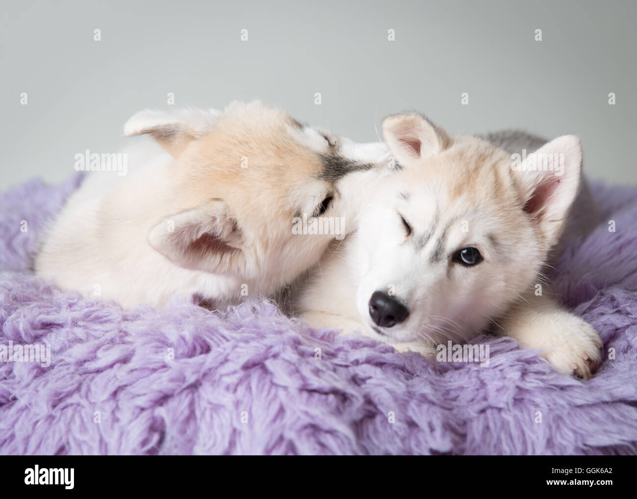 Two Husky Puppies Kissing