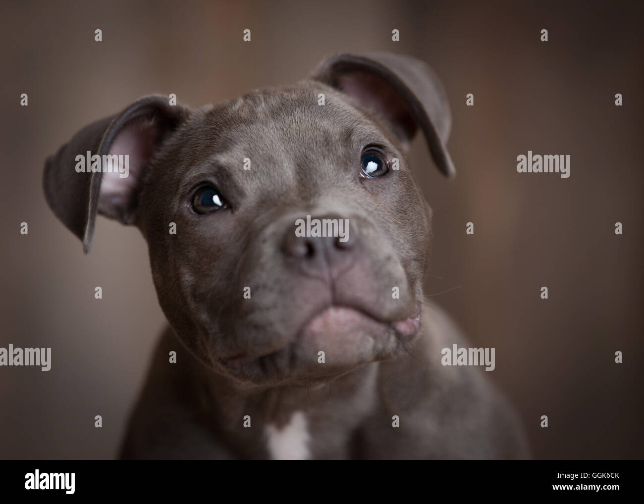 Pit bull puppies hi-res stock photography and images - Alamy