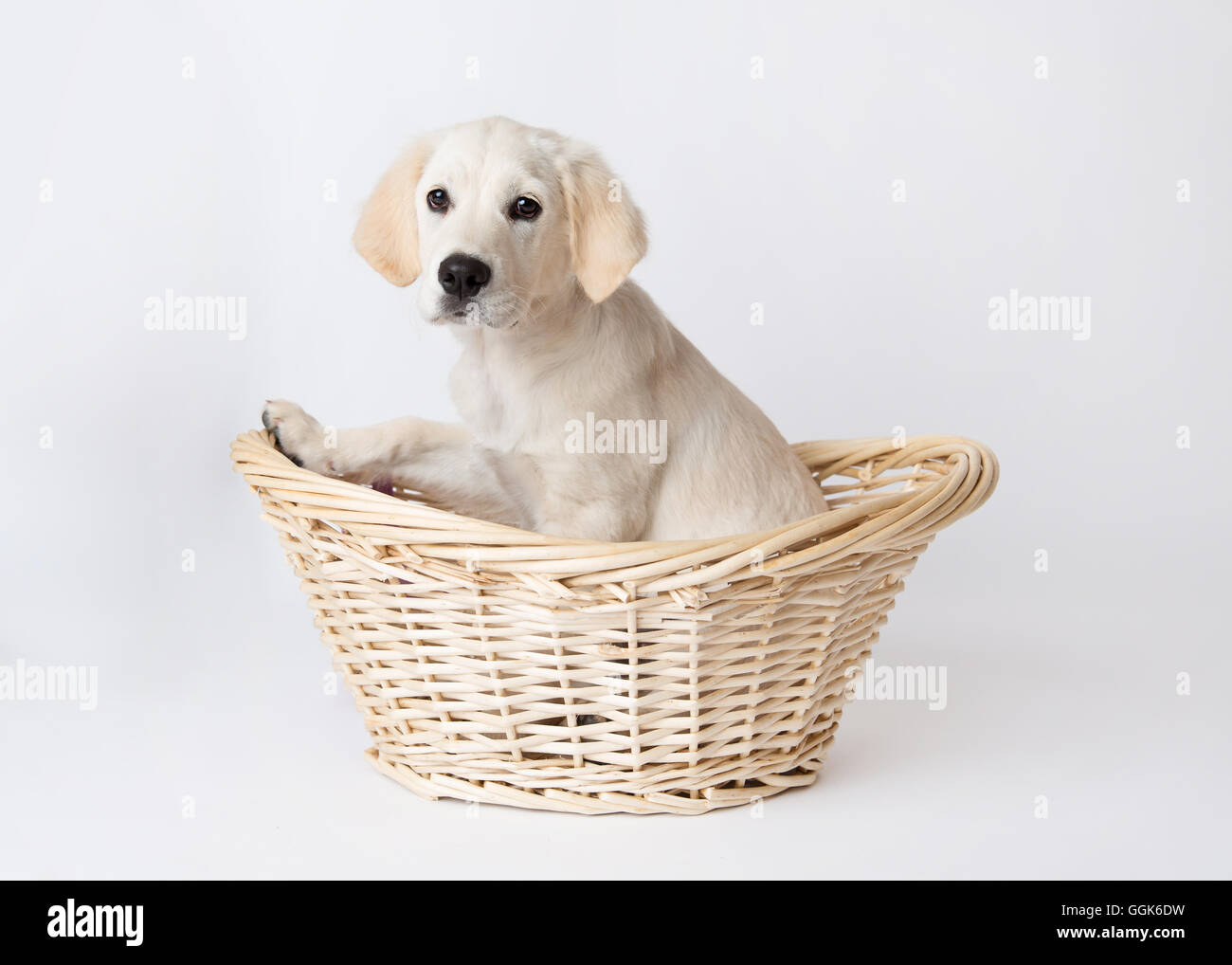 Golden retriever puppy in a studio setting in a basket Stock Photo - Alamy