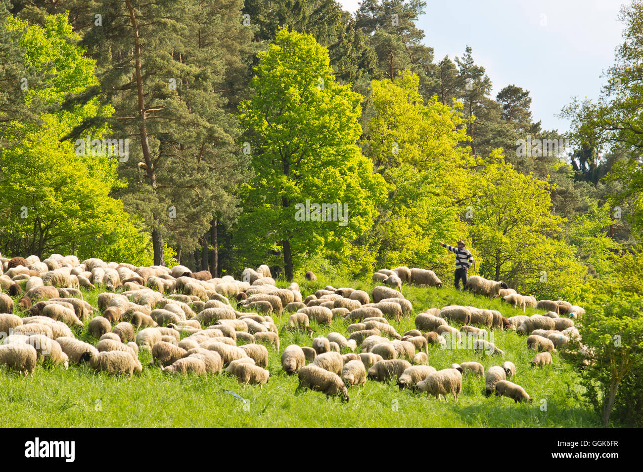 Shepherd with his flock of sheep hi-res stock photography and images ...