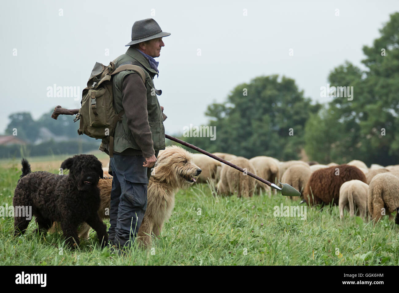 A shepherd and two dogs watching over a flock of sheep in Lengeltal ...
