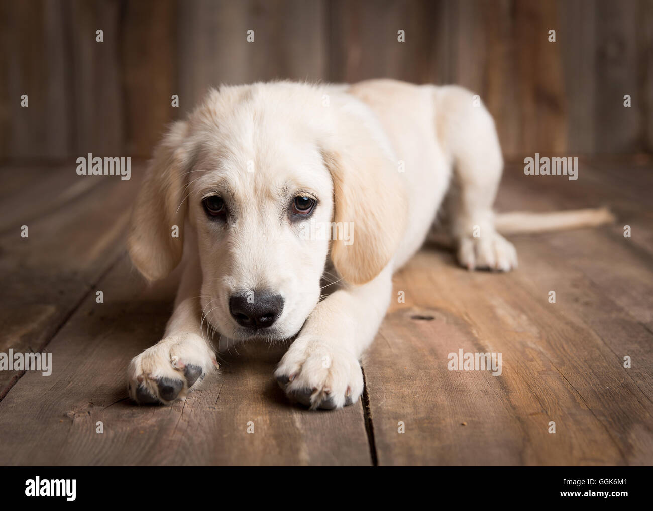 Sad golden retriever hi-res stock photography and images - Alamy