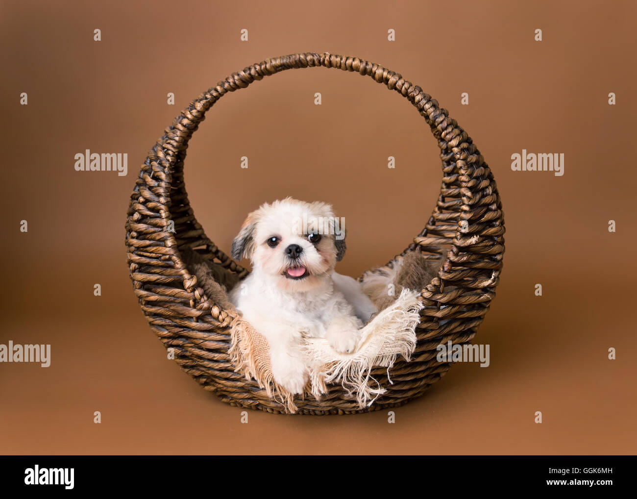 Shih tzu maltese cross dog hi-res stock photography and images - Alamy
