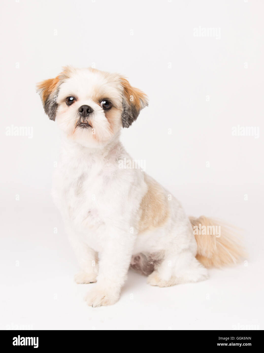 Lady A Jack Russel Shih Tzu Cross Breed On It's Morning, 51% OFF