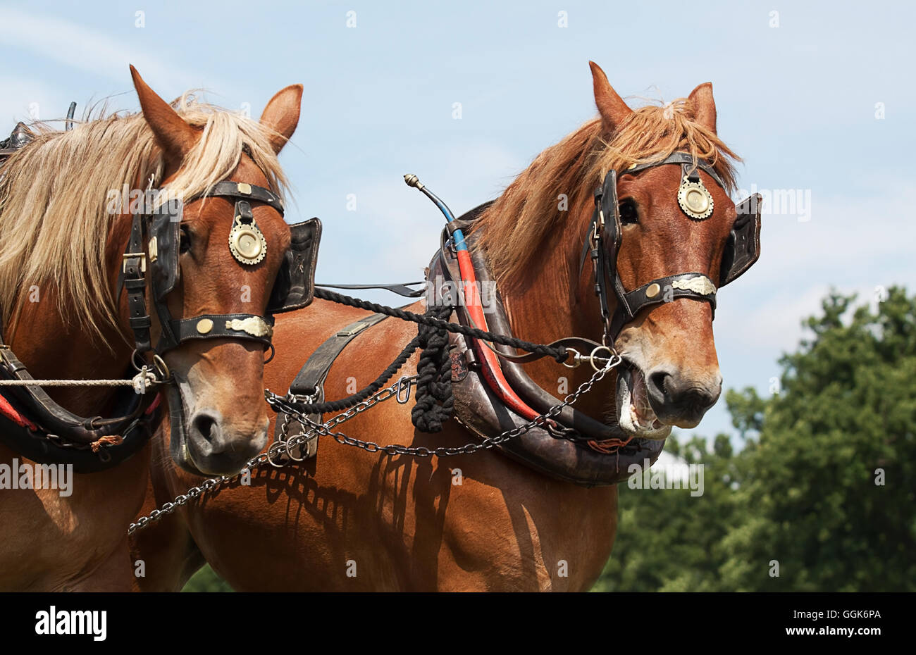Horse heavy working hi-res stock photography and images - Alamy