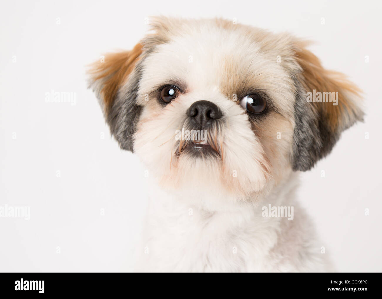 shih tzu cross puppy in a studio setting Stock Photo - Alamy