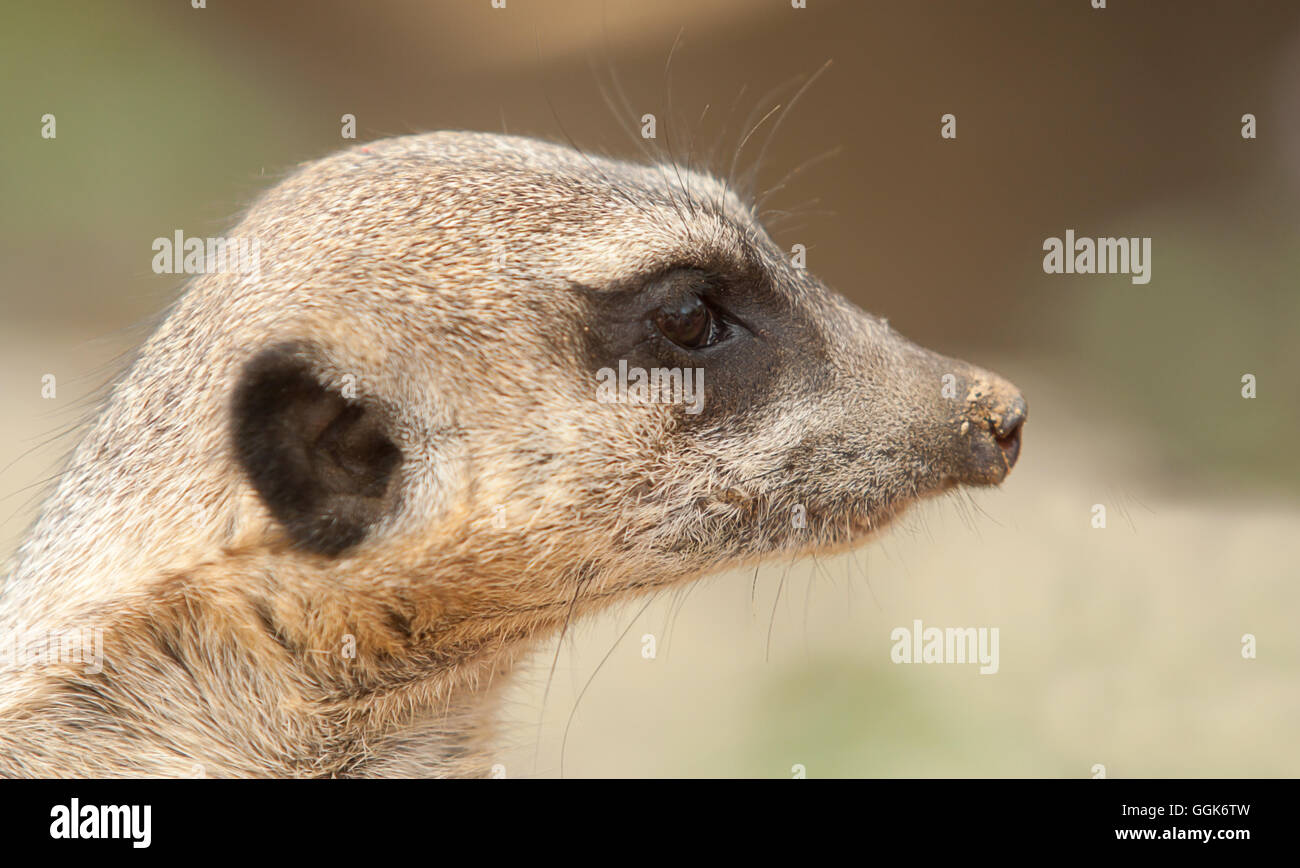 Photo portrait of an alert Meerkat Stock Photo - Alamy