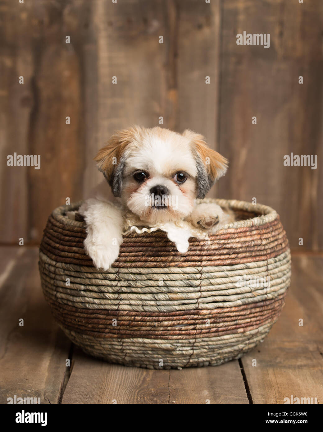 shih tzu cross puppy in a studio setting in a bowl Stock Photo - Alamy