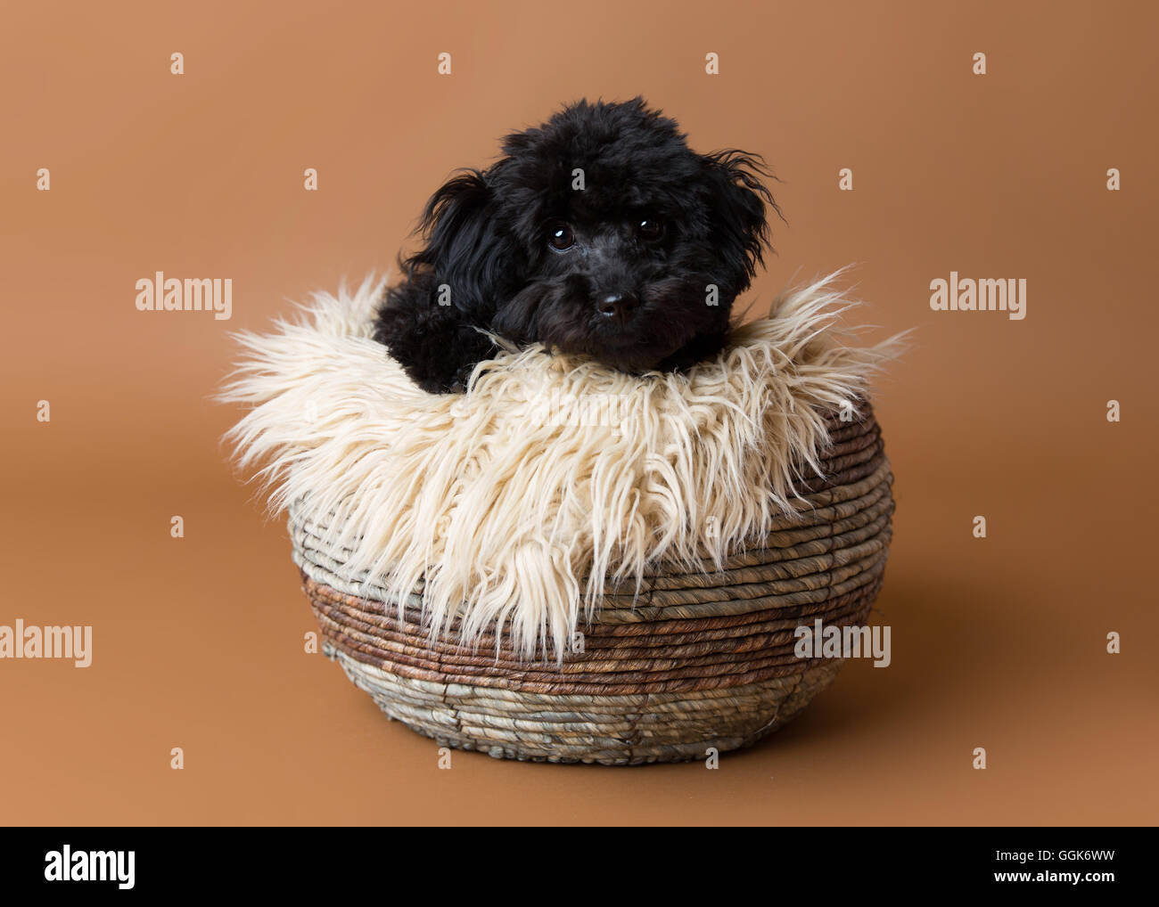 Cute black cockapoo in a studio in a fluffy bowl Stock Photo - Alamy