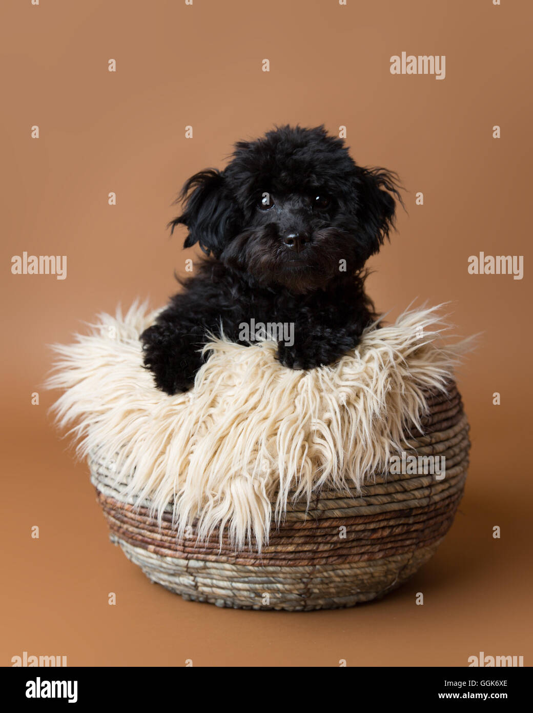 Cute black cockapoo in a studio in a fluffy bowl Stock Photo - Alamy