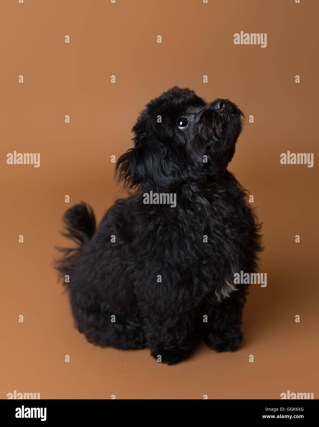 Cute black cockapoo in a studio sitting Stock Photo - Alamy