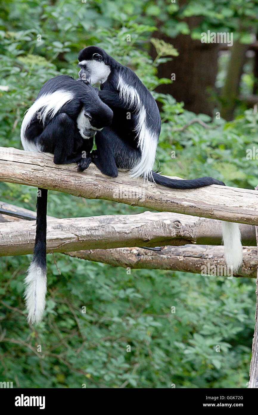 A pair of Colobus monkeys one preening the other Stock Photo - Alamy