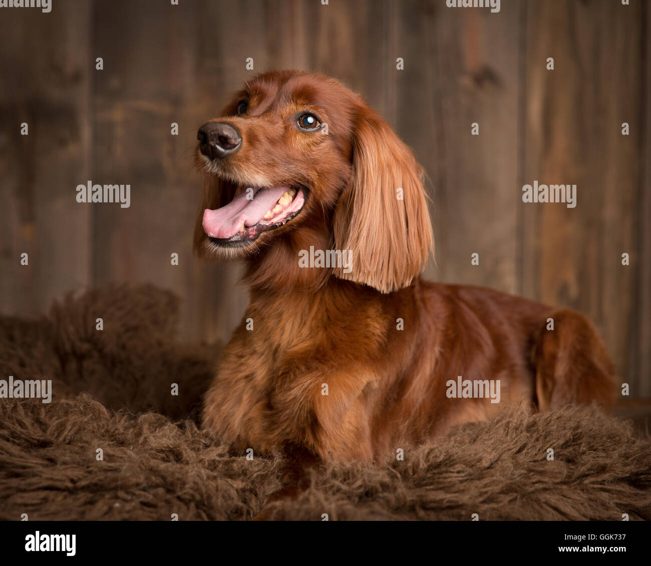 Red Irish setter laying down in a wooden studio Stock Photo - Alamy