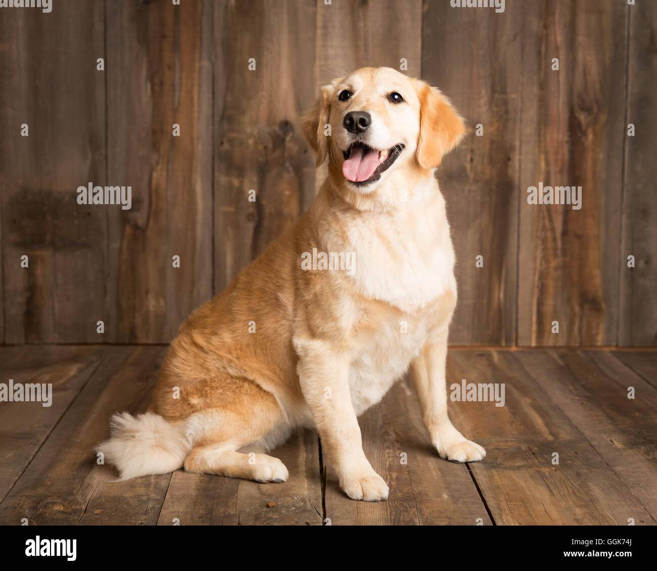 Golden labrador in a studio environment wooden backdrop Stock Photo - Alamy
