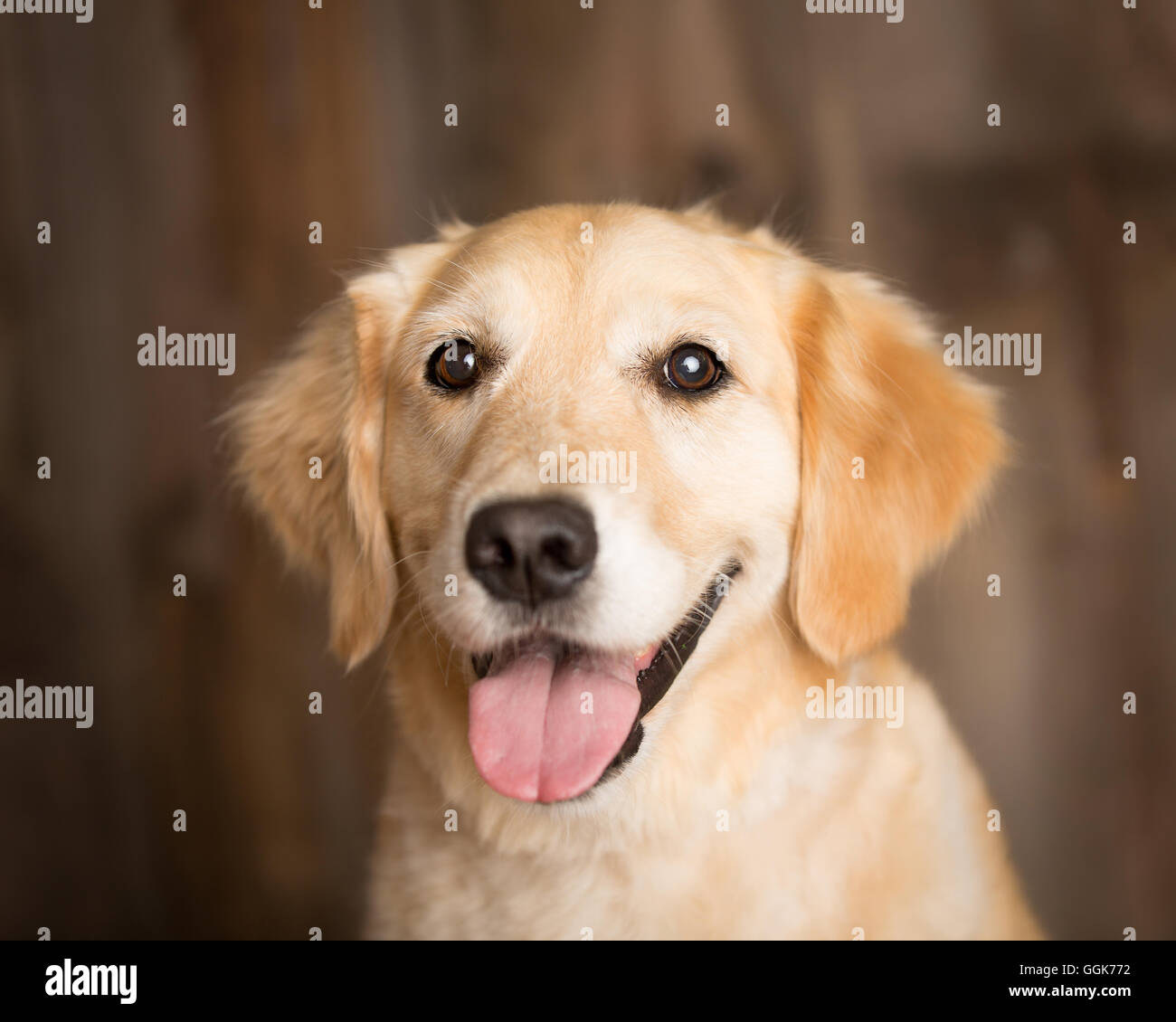 Golden labrador in a studio environment wooden backdrop Stock Photo - Alamy
